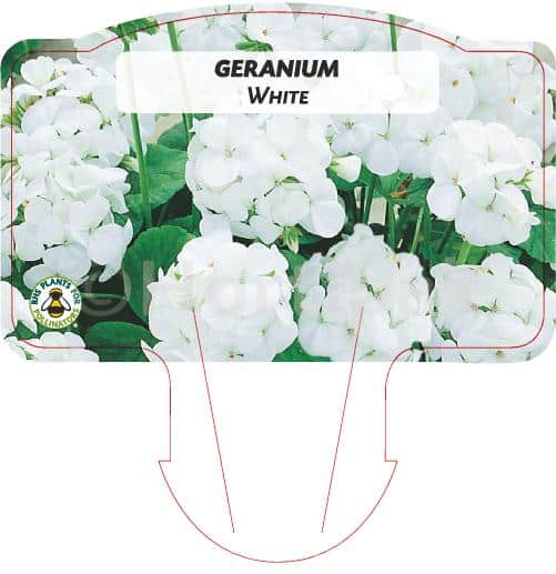 Geranium White Plant Labels - Hortipak