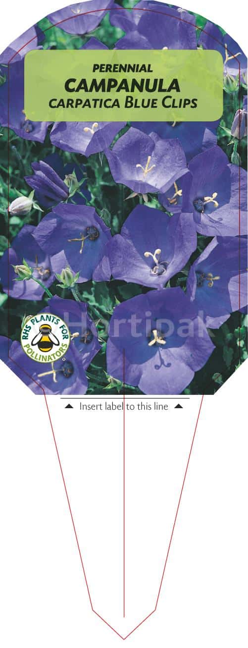 Campanula (Bellflower) Carpatica Blue Clips Plant Labels - Hortipak