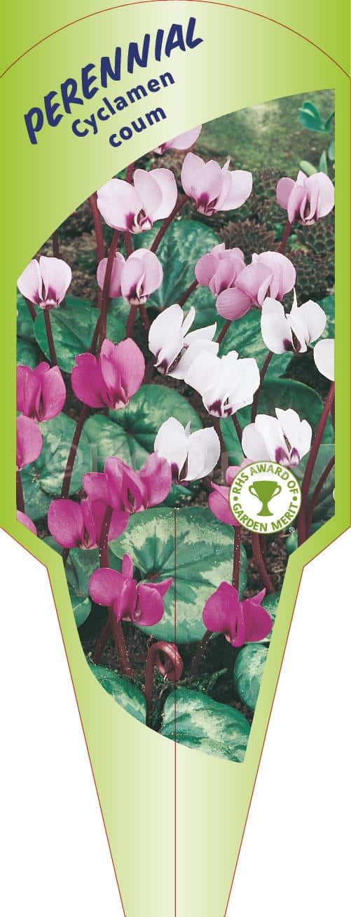 Cyclamen (Persian Violet) Coum Plant Labels - Hortipak