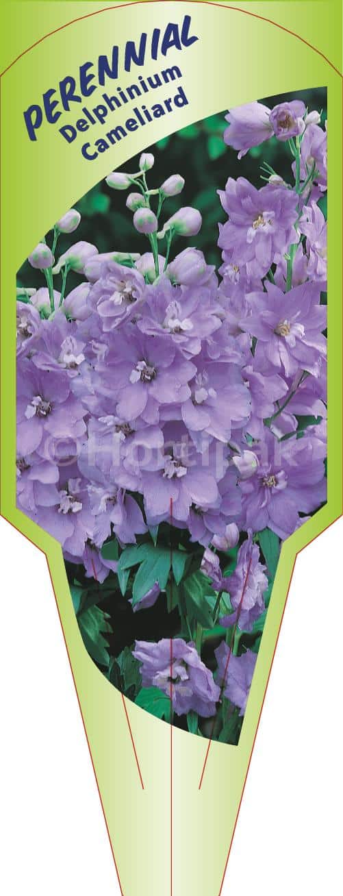 Delphinium (Larkspur) Cameliard Plant Labels - Hortipak