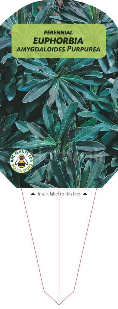 Euphorbia (Wood Spurge)Amygdaloides Purpurea Plant Labels - Hortipak