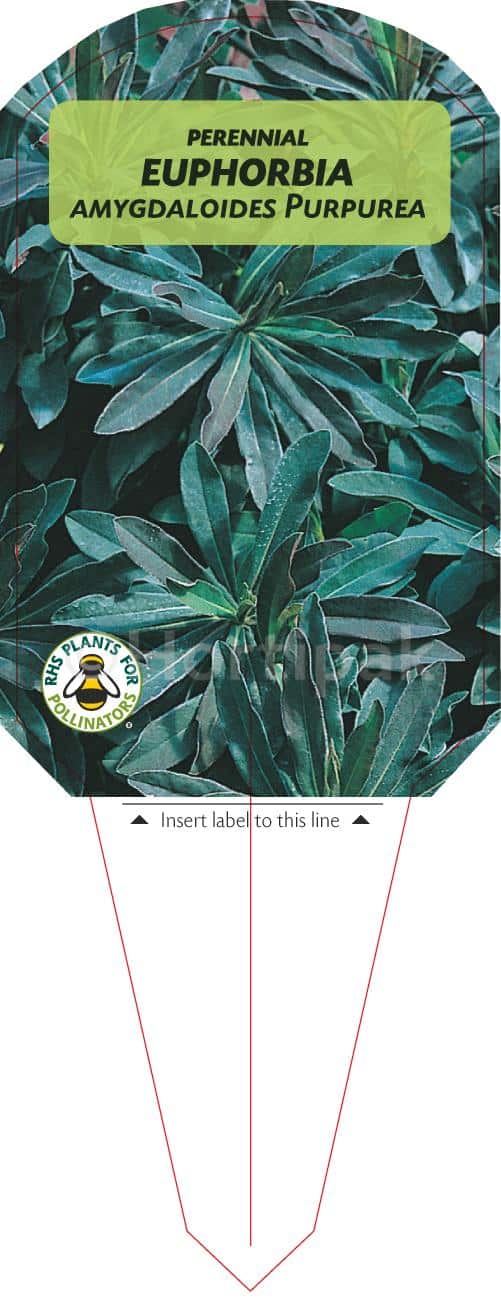 Euphorbia (Wood Spurge)Amygdaloides Purpurea Plant Labels - Hortipak
