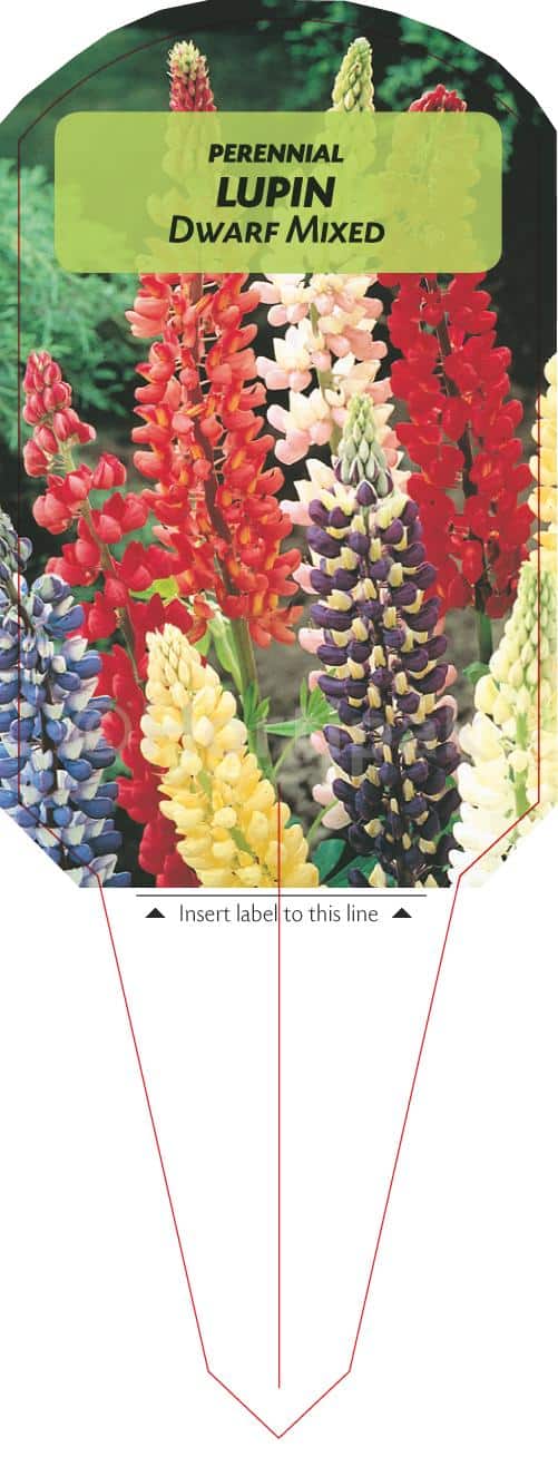Lupin (Lupinus Polyphyllus) Dwarf Mixed Plant Labels - Hortipak
