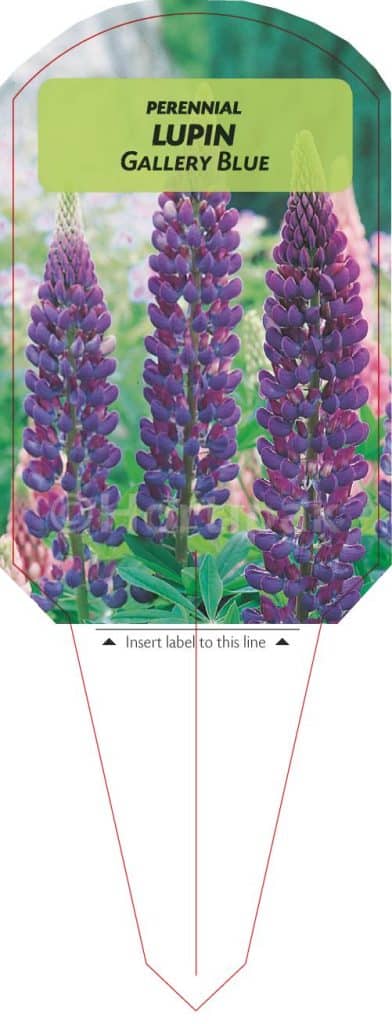 Lupin (Lupinus Polyphyllus) Gallery Blue Plant Labels - Hortipak
