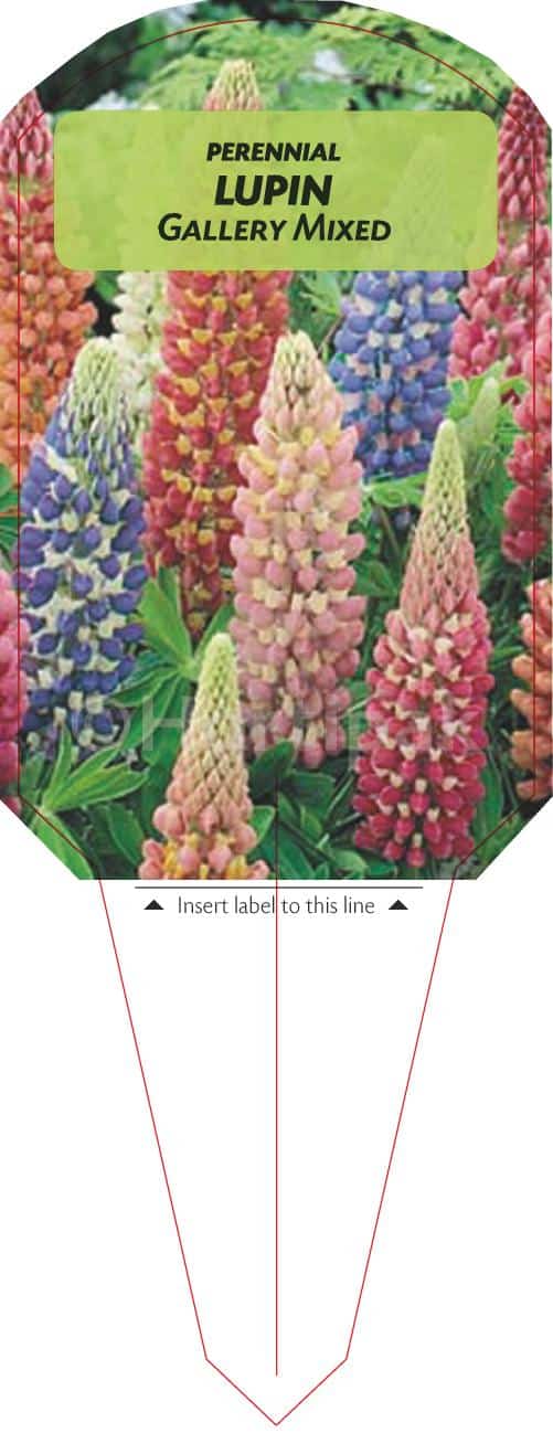 Lupin (Lupinus Polyphyllus) Gallery Mixed Plant Labels - Hortipak