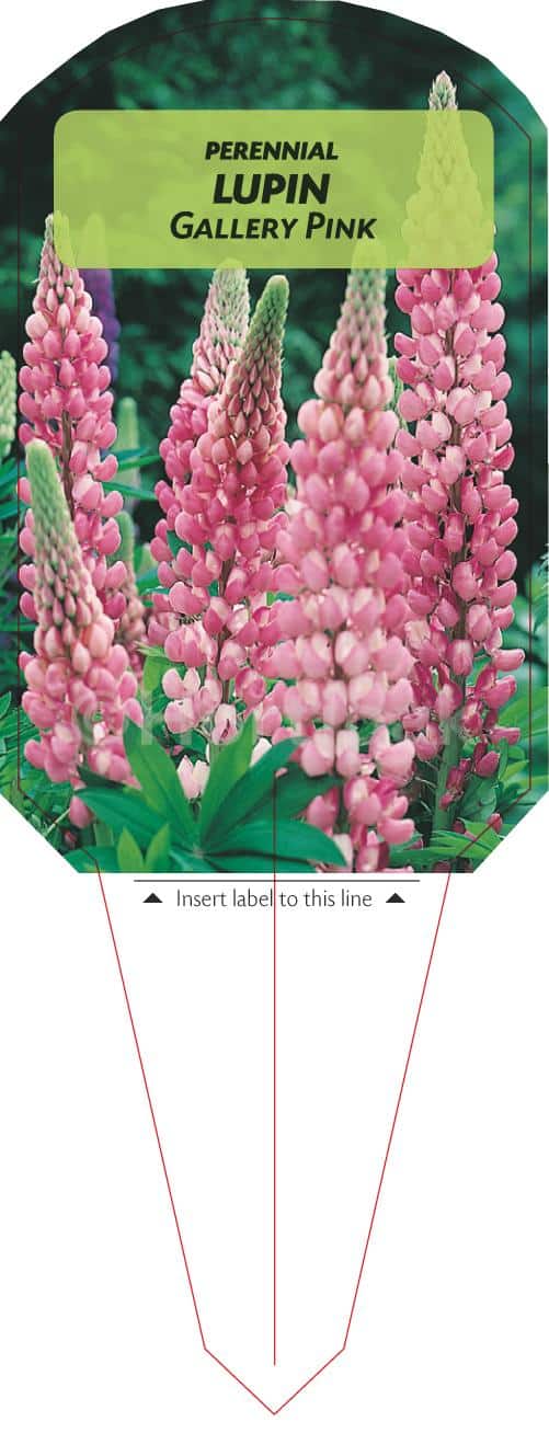 Lupin (Lupinus Polyphyllus) Gallery Pink Plant Labels - Hortipak