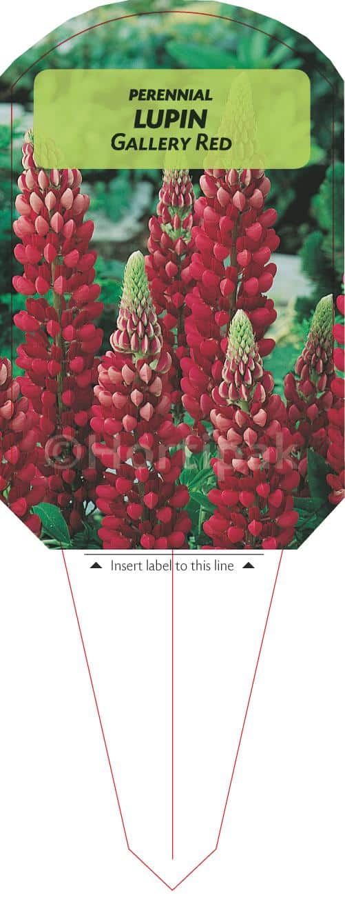 Lupin (Lupinus Polyphyllus) Gallery Red Plant Labels - Hortipak