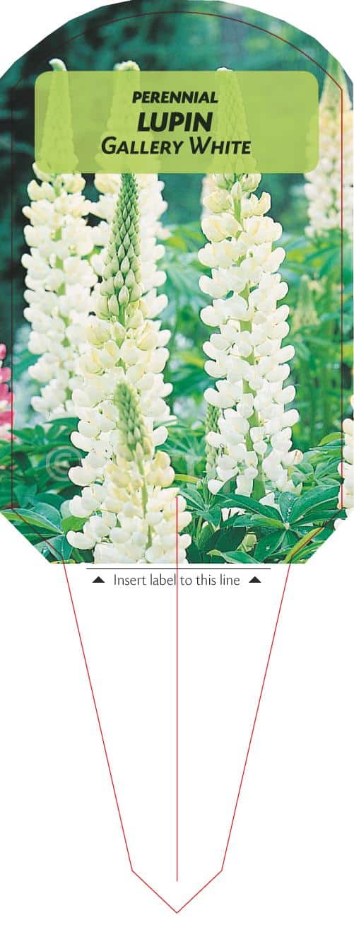 Lupin Gallery White Plant Labels - Hortipak