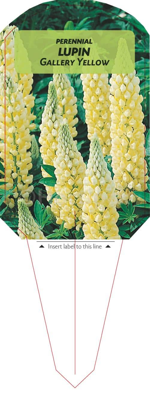 Lupin Gallery Yellow Plant Labels - Hortipak