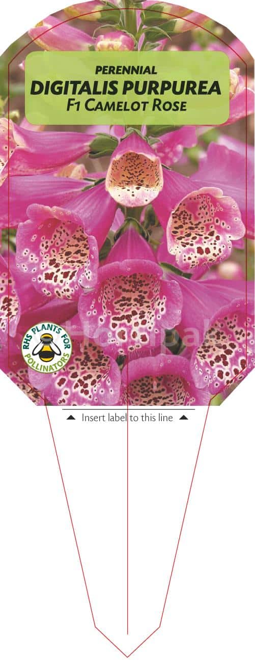 Digitalis Purpurea F1 Camelot Rose Plant Labels - Hortipak