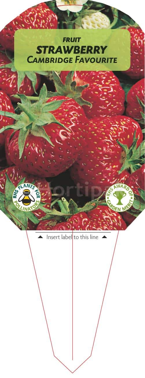 Strawberry Cambridge Favourite Plant Labels - Hortipak