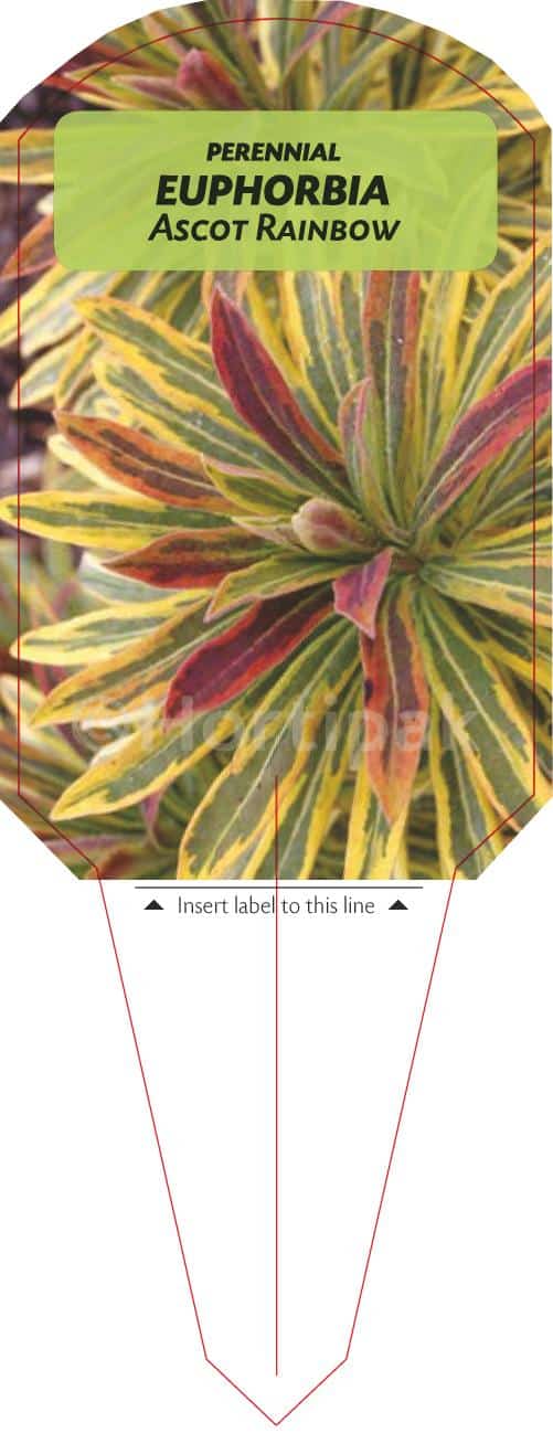 Euphorbia (Martin'S Spurge) Ascot Rainbow Plant Labels - Hortipak