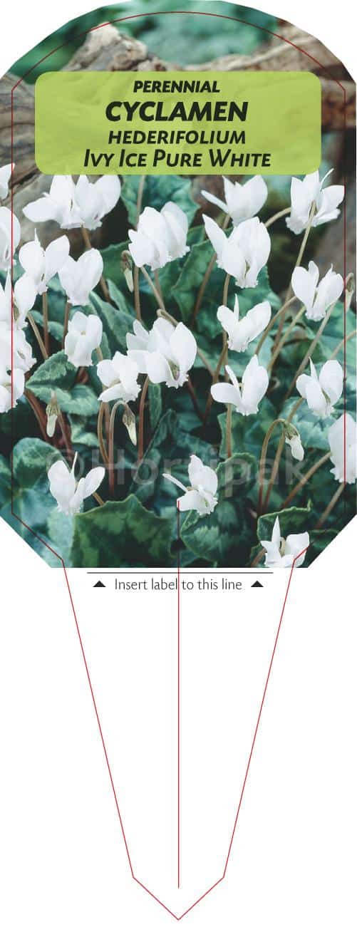 Cyclamen Hederifolium Ivy Ice Pure White Plant Labels - Hortipak