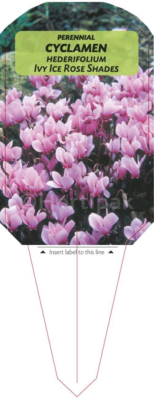 Cyclamen Hederifolium Ivy Ice Rose Shades Plant Labels - Hortipak