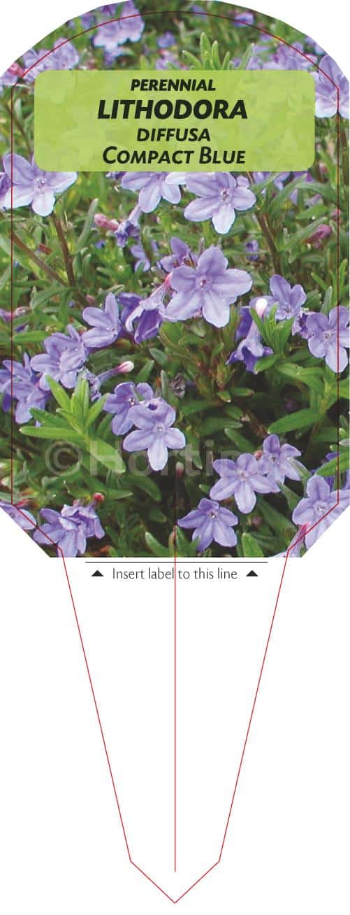 Lithodora Diffusa (Glandora Prostrata) Compact Blue Plant Labels - Hortipak