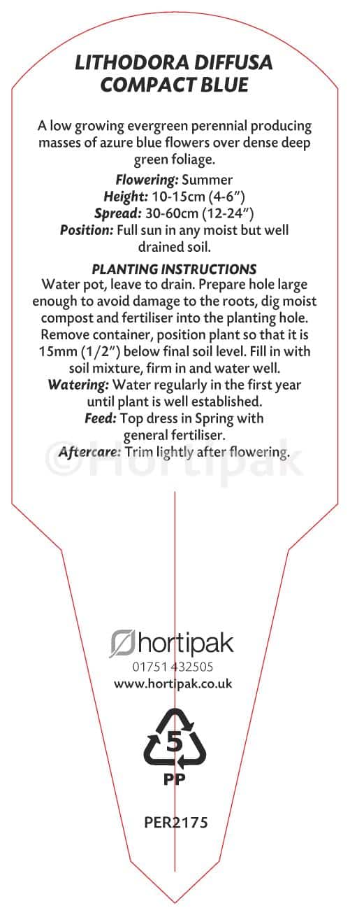 Lithodora Diffusa (Glandora Prostrata) Compact Blue Plant Labels - Hortipak