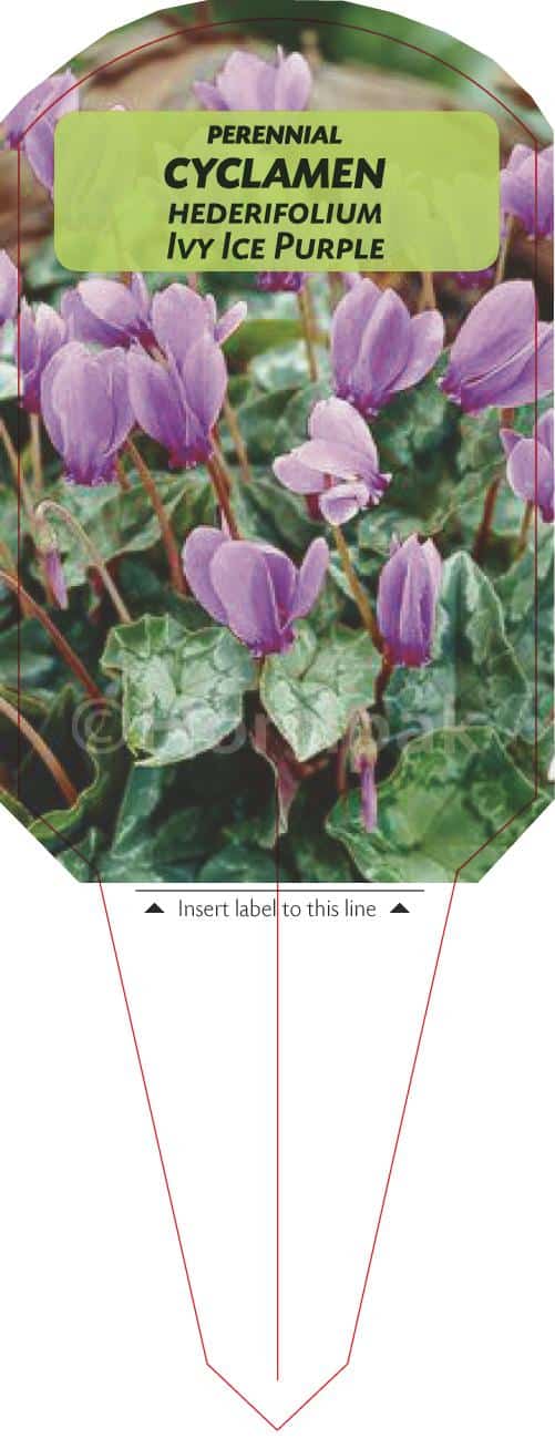 Cyclamen Hederifolium Ivy Ice Purple Plant Labels - Hortipak