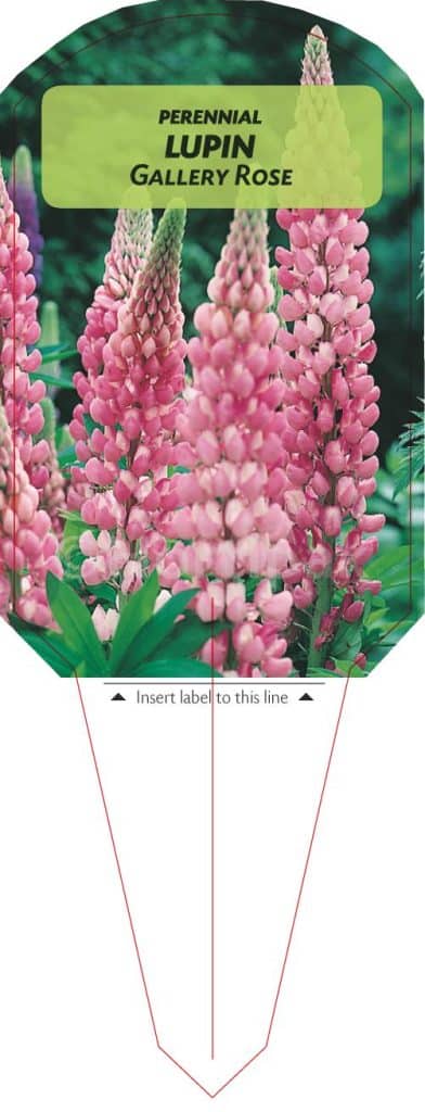 Lupin Gallery Rose Plant Labels - Hortipak