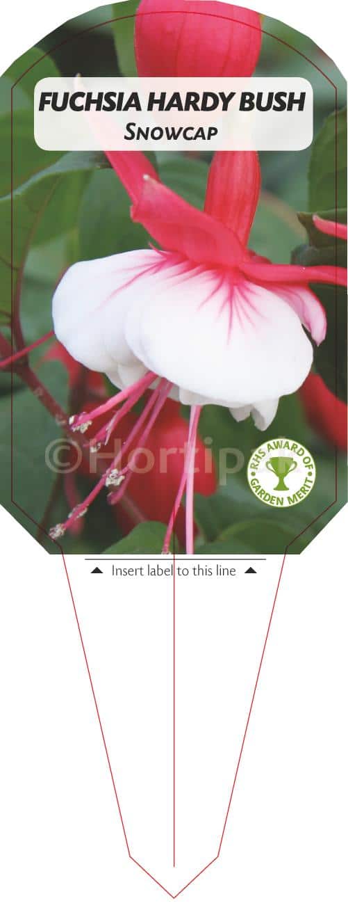 Fuchsia Snowcap Plant Labels - Hortipak