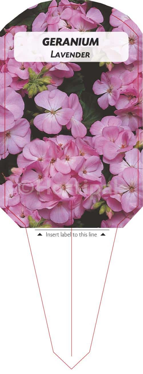Geranium Lavender Plant Labels - Hortipak