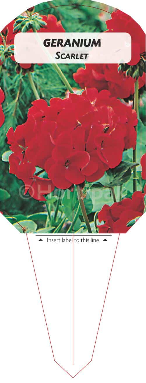 Geranium Scarlet Plant Labels - Hortipak