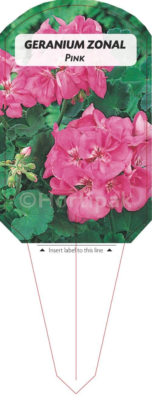 Geranium Zonal Pink Plant Labels - Hortipak