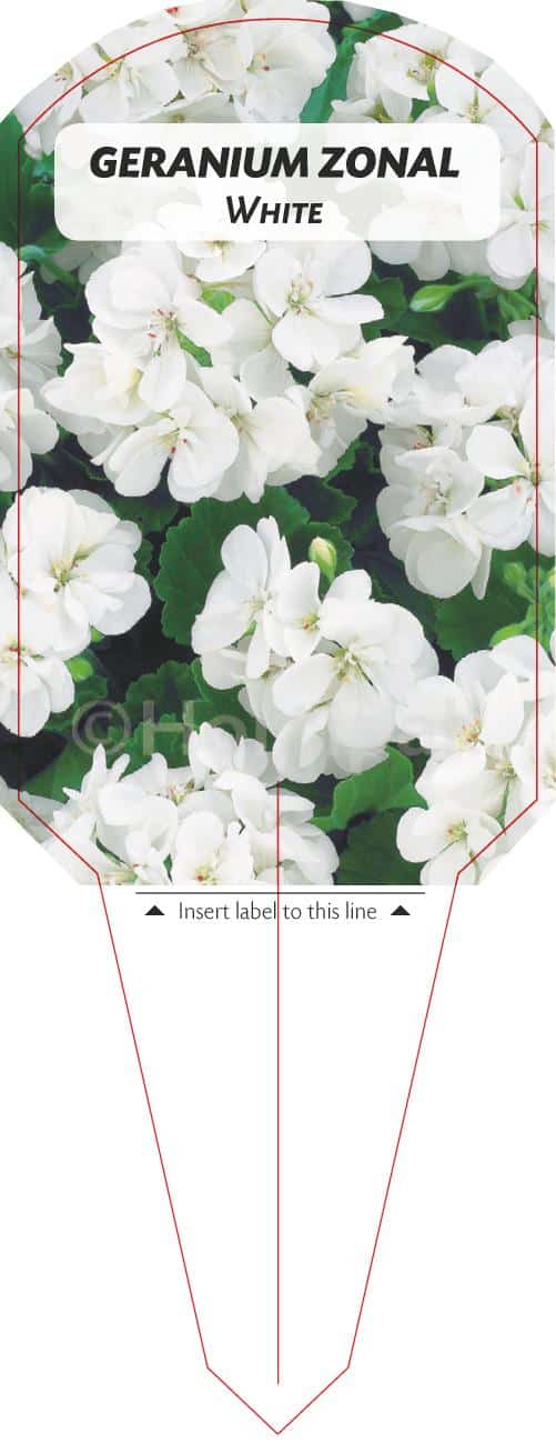 Geranium Zonal White Plant Labels - Hortipak