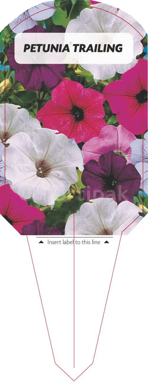Petunia Trailing Mixed Plant Labels - Hortipak