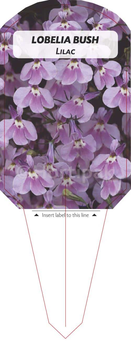 Lobelia Bush Lilac Plant Labels - Hortipak