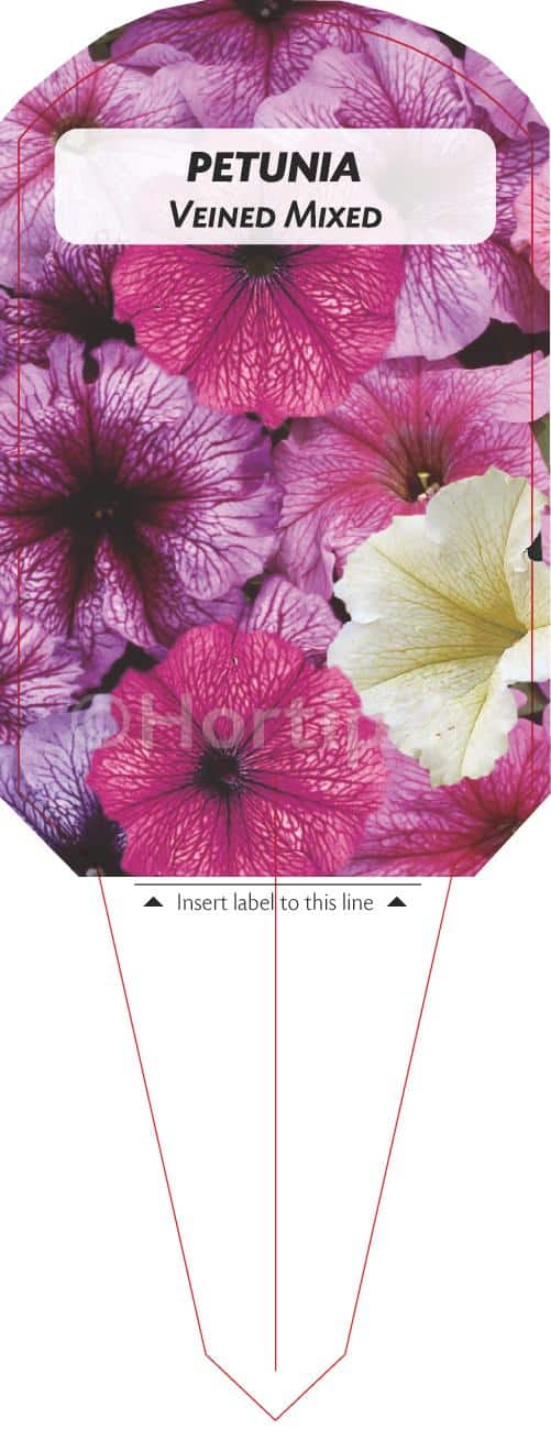 Petunia Veined Mixed Plant Labels - Hortipak
