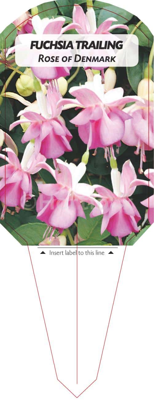 Fuchsia Rose Of Denmark Plant Labels - Hortipak