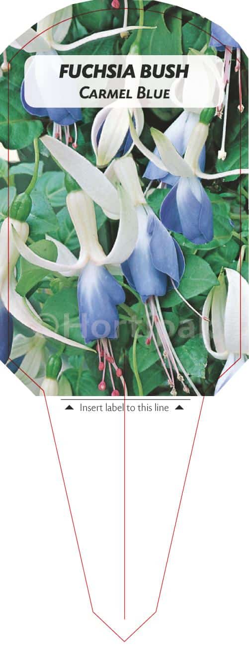 Fuchsia Carmel Blue Plant Labels - Hortipak