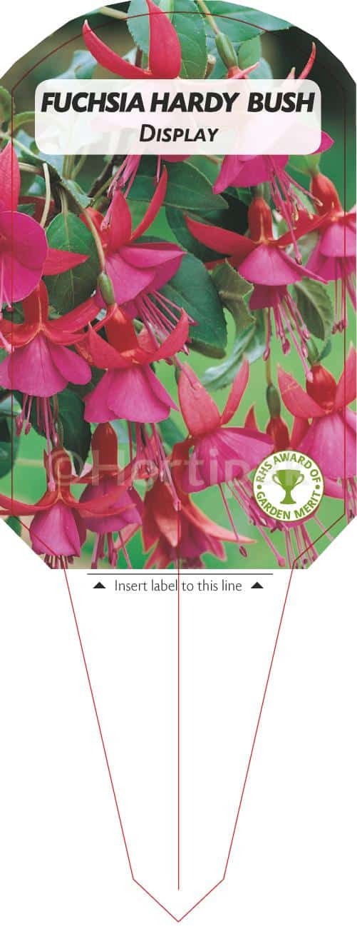 Fuchsia Display Plant Labels - Hortipak
