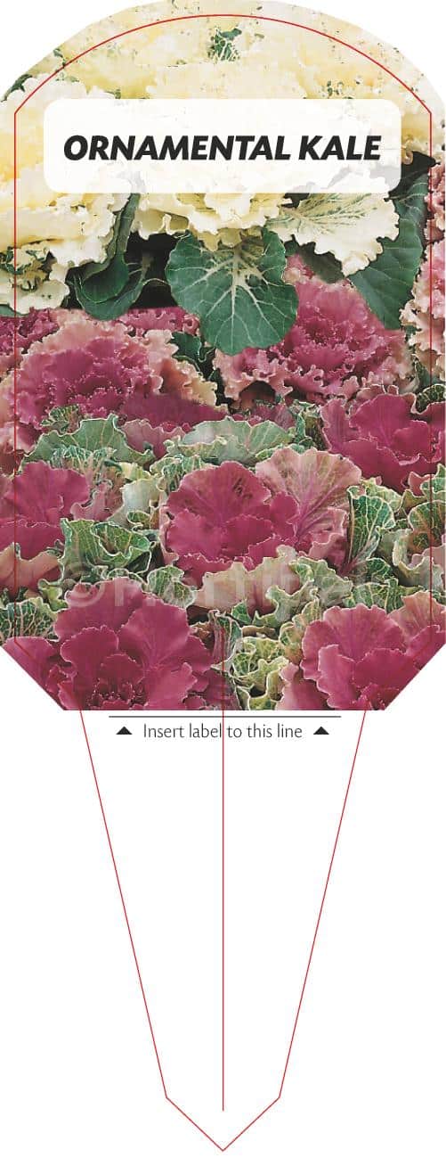 Ornamental Kale Plant Labels - Hortipak