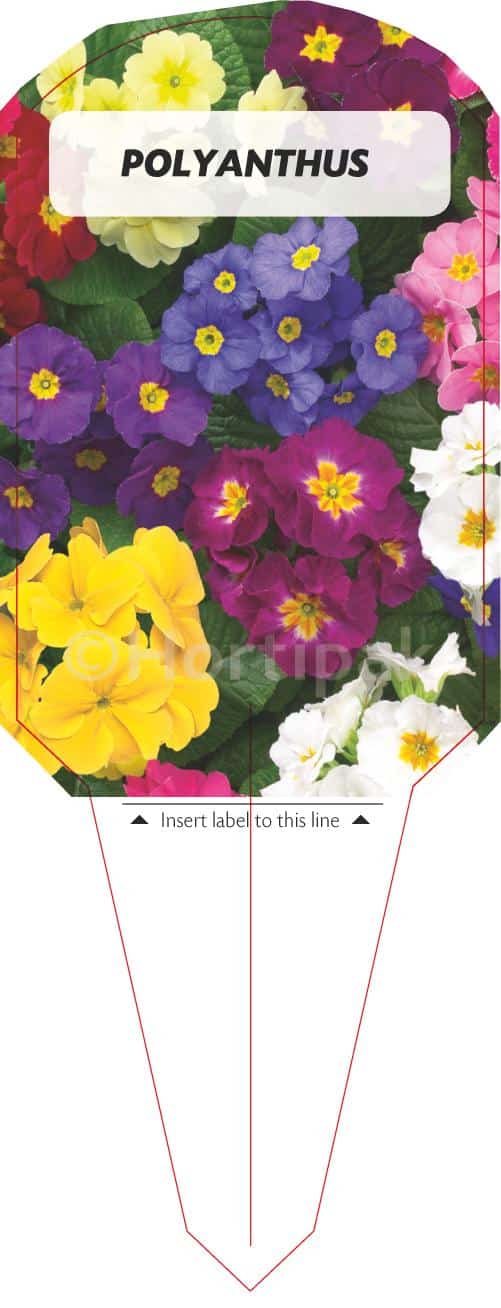Polyanthus Mixed Plant Labels - Hortipak