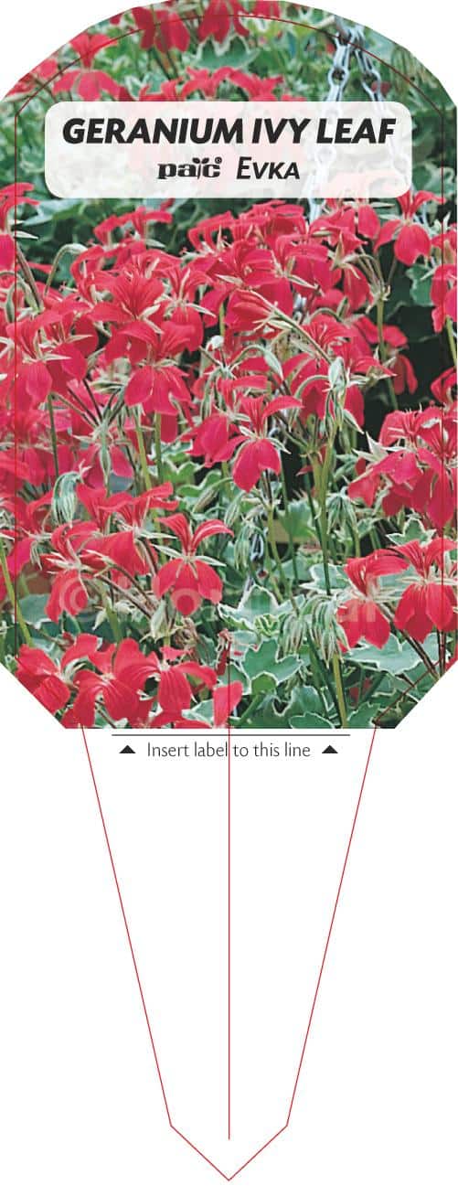 Geranium Ivy Leaf Evka Plant Labels - Hortipak