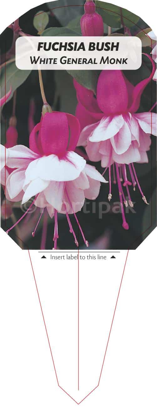 Fuchsia White General Monk Plant Labels - Hortipak