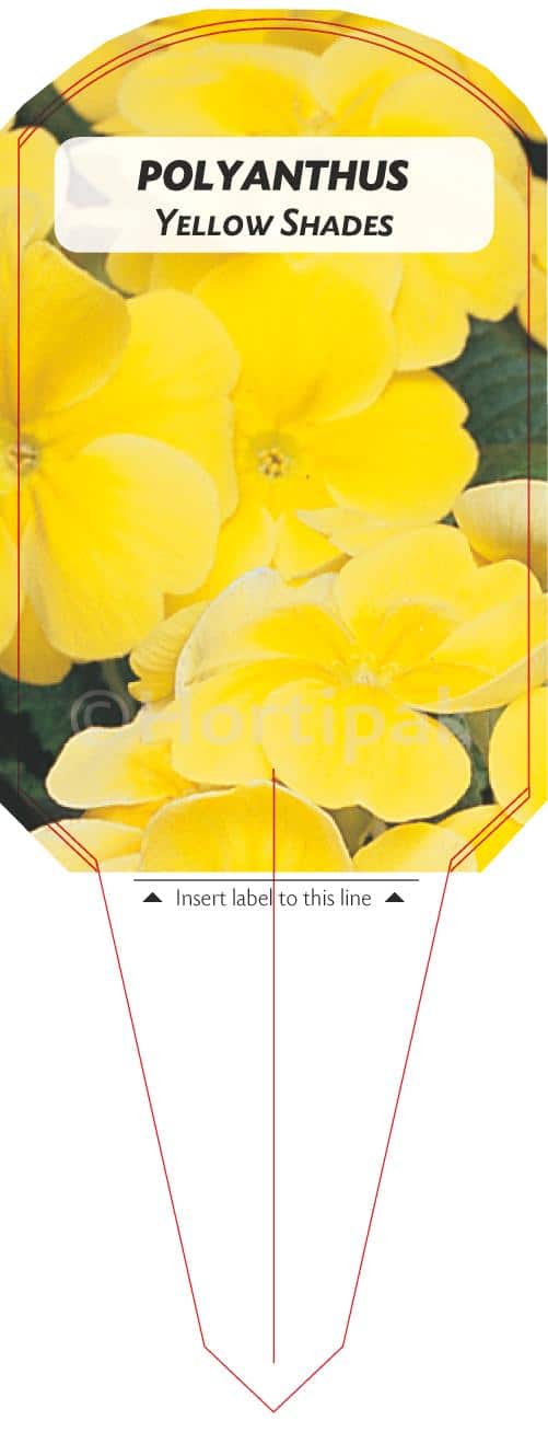 Polyanthus Yellow Shades Plant Labels - Hortipak