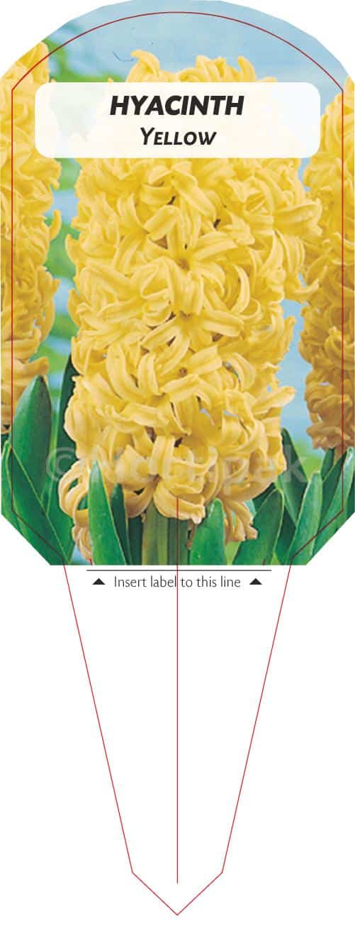 Hyacinth Yellow Plant Labels - Hortipak