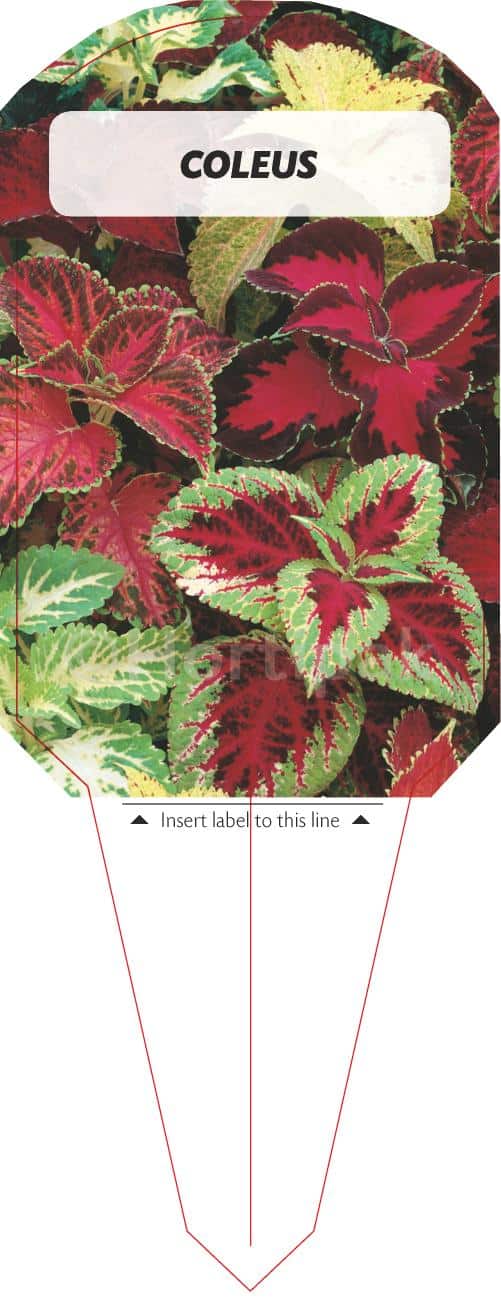 Coleus Plant Labels - Hortipak