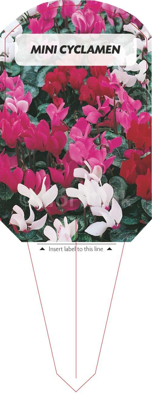 Mini Cyclamen Plant Labels - Hortipak