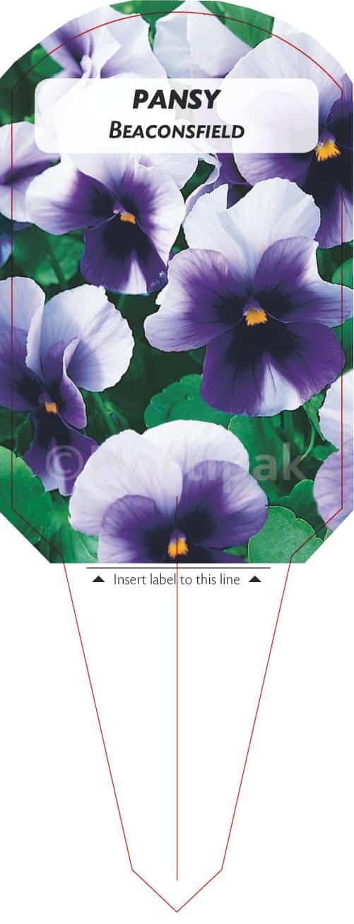 Pansy Beaconsfield Plant Labels - Hortipak