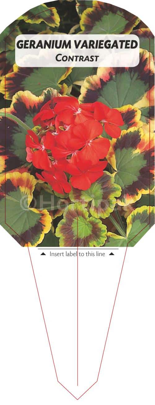 Geranium Contrast Plant Labels - Hortipak