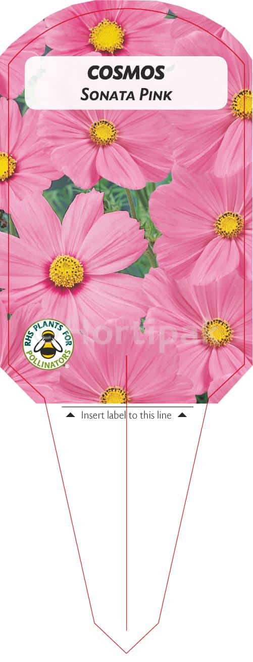 Cosmos Sonata Pink Plant Labels - Hortipak