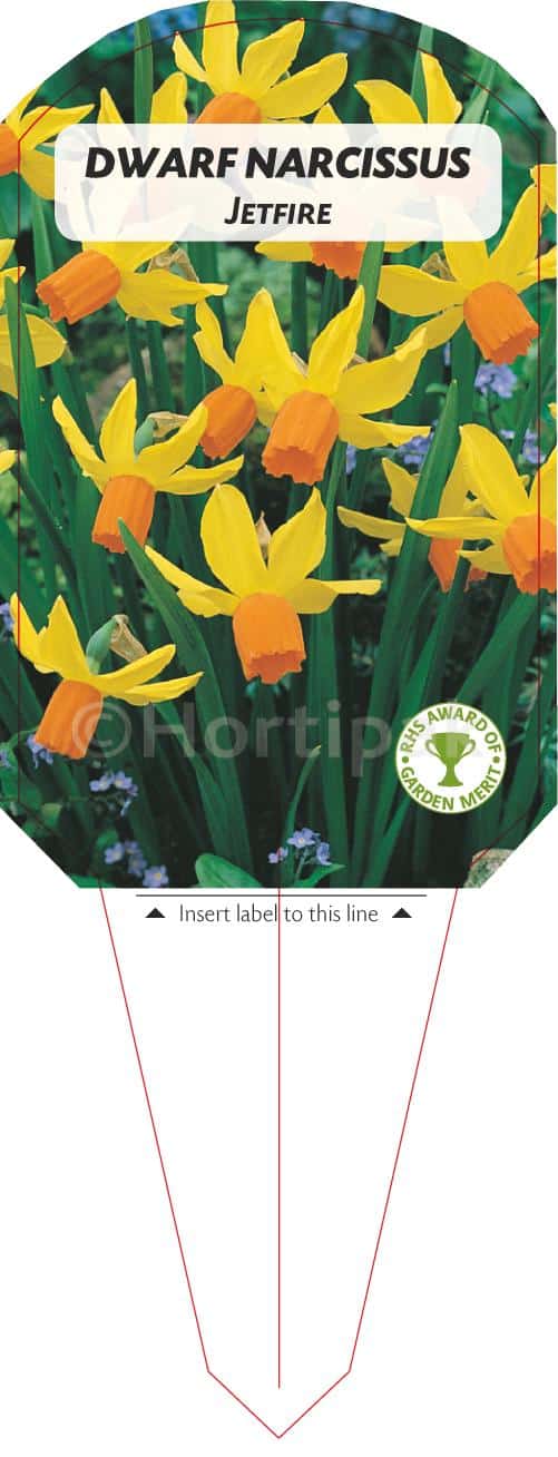 Dwarf Narcissus Jet Fire Plant Labels - Hortipak
