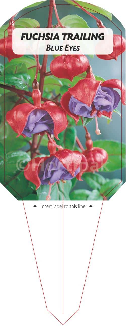 Fuchsia Trailing Blue Eyes Plant Labels - Hortipak