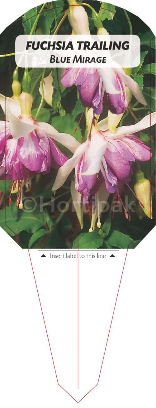 Fuchsia Trailing Blue Mirage Plant Labels - Hortipak