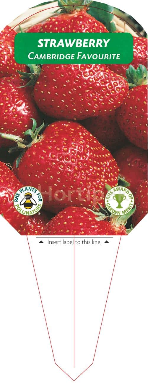 Strawberry Cambridge Favourite Plant Labels - Hortipak