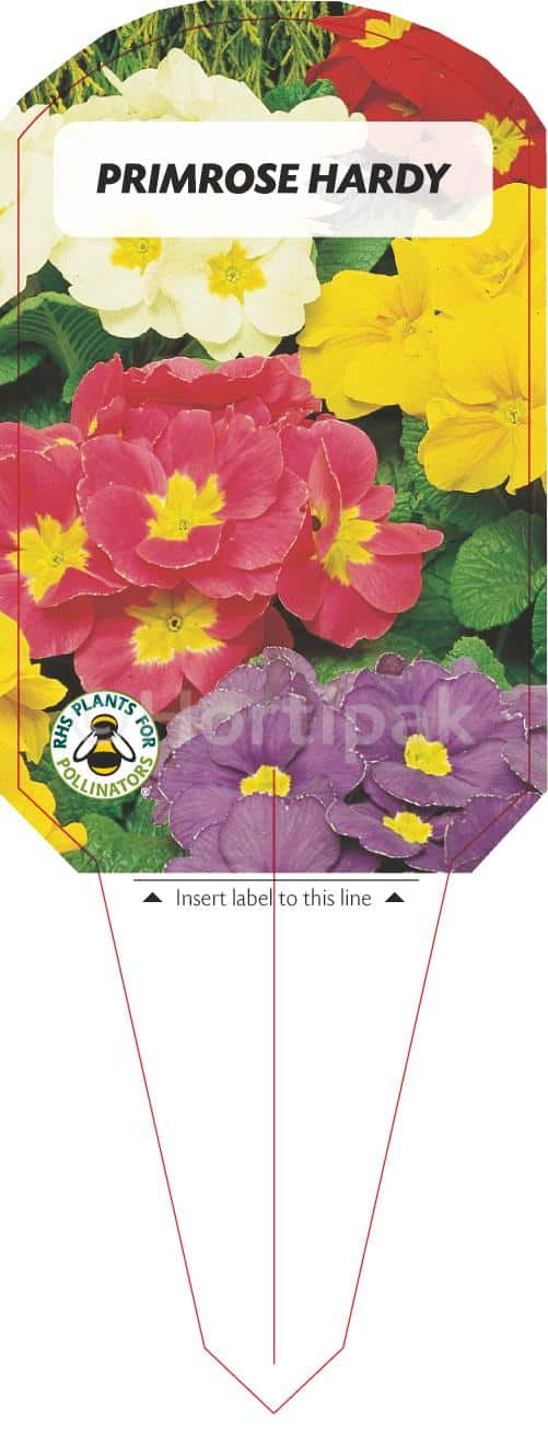 Primrose Hardy Mixed Plant Labels - Hortipak