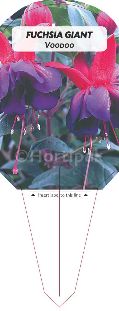 Fuchsia Giant Voodoo Plant Labels - Hortipak